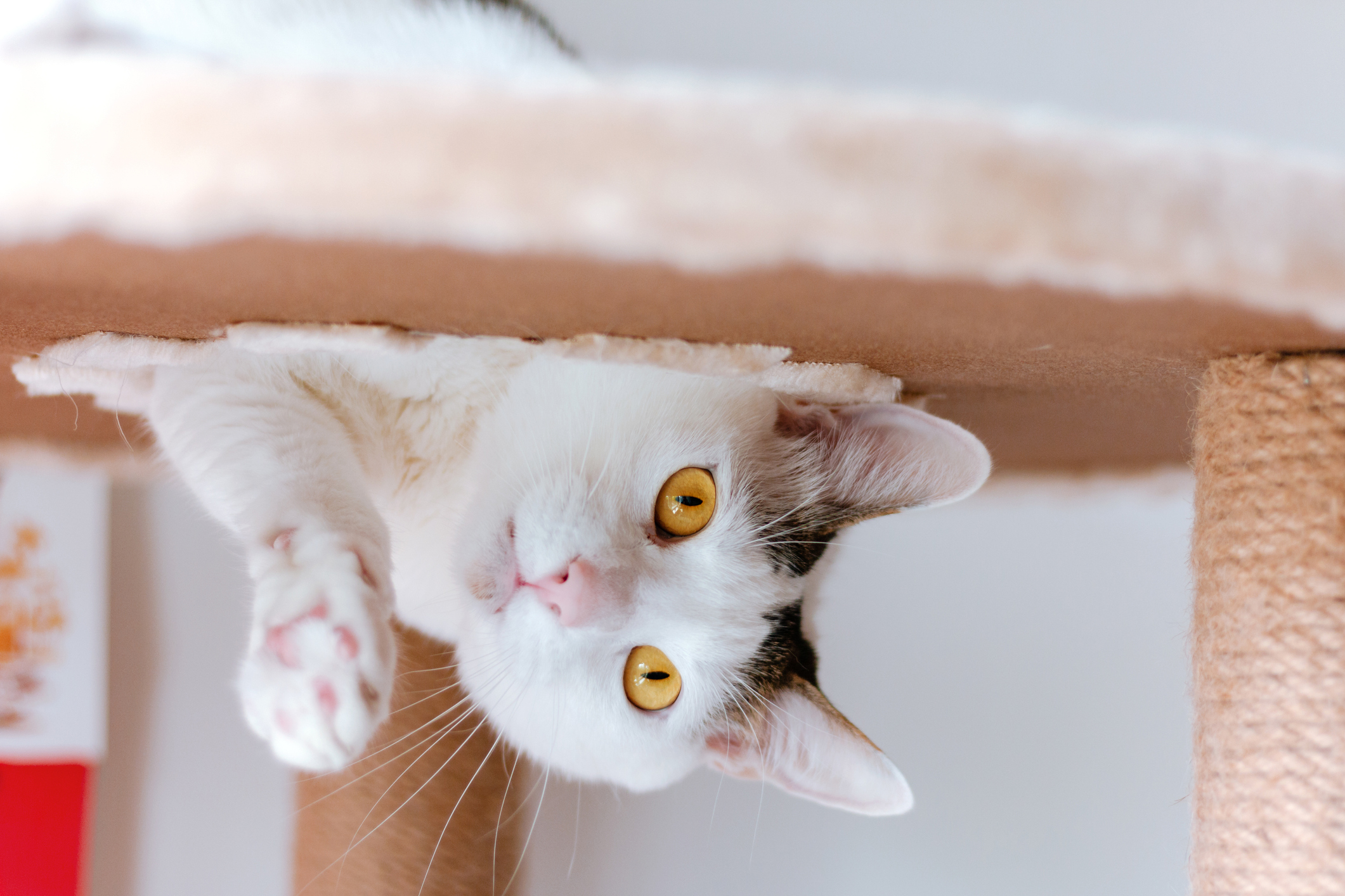 KITTY PLAY ROOM ADVENTURES - WAGS Canine Retreat
